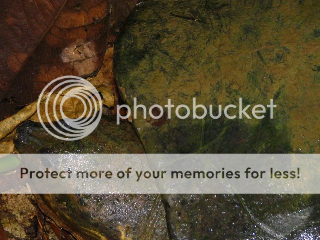 Herp Photobombs - Field Herp Forum