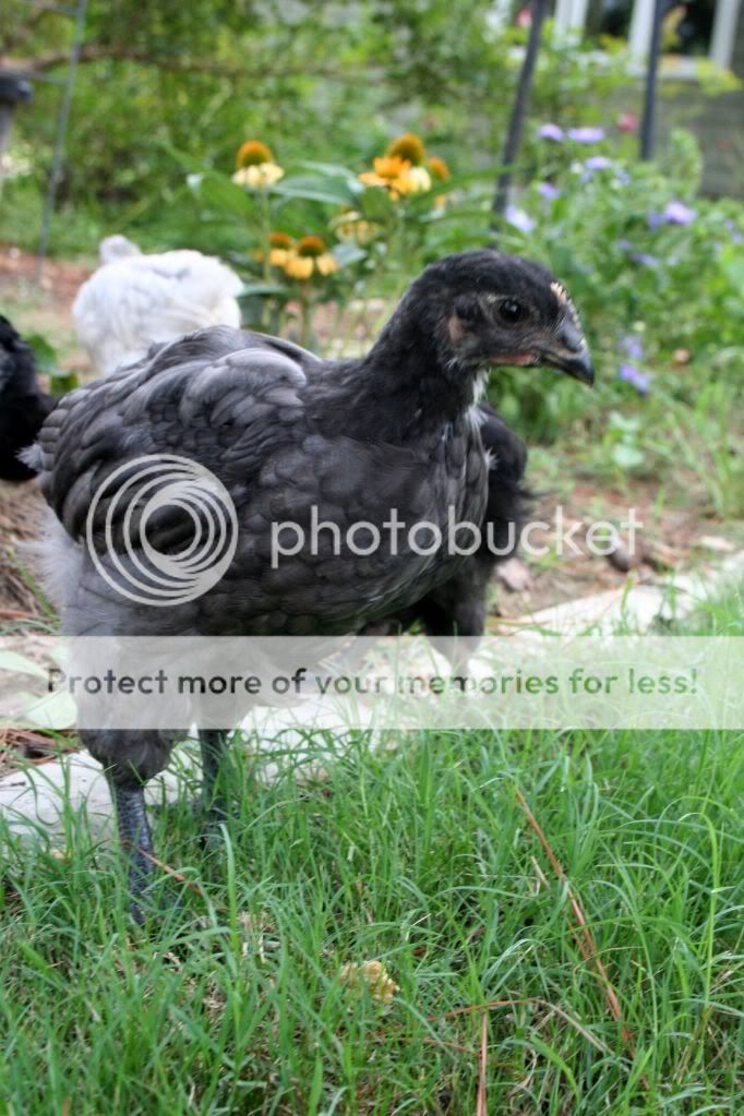 Six-Seven Week Orpington Chickens Roo or Pullets | BackYard Chickens ...