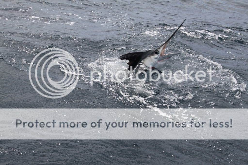 9 out of 10 on Oregon Inlet White Marlin | 360 Tuna Fishers Forum